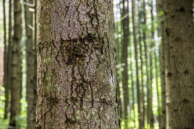 Bark of a Spruce Tree. Pine. Nature Stock Image - Image of plant ...