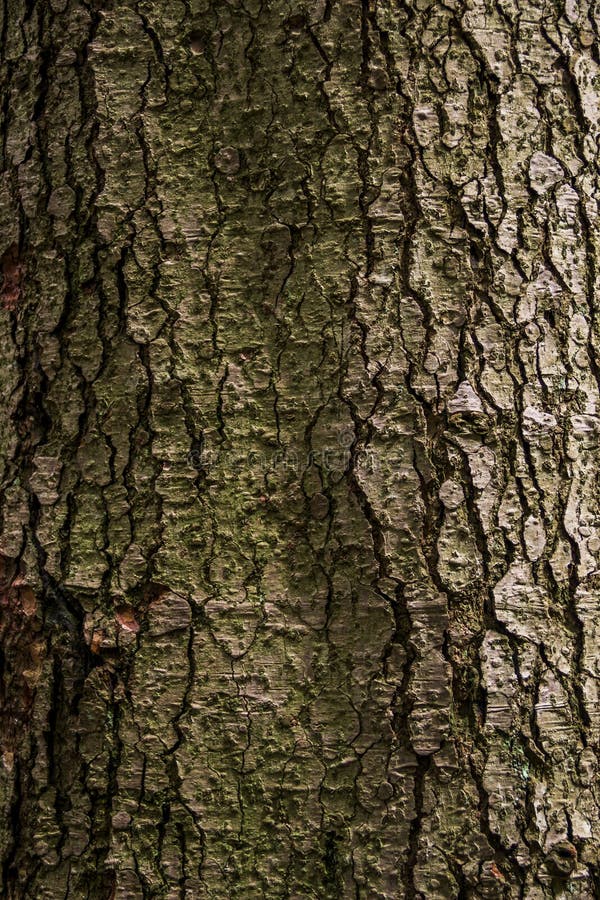 Close up of Spruce Bark stock image. Image of texture - 3547311