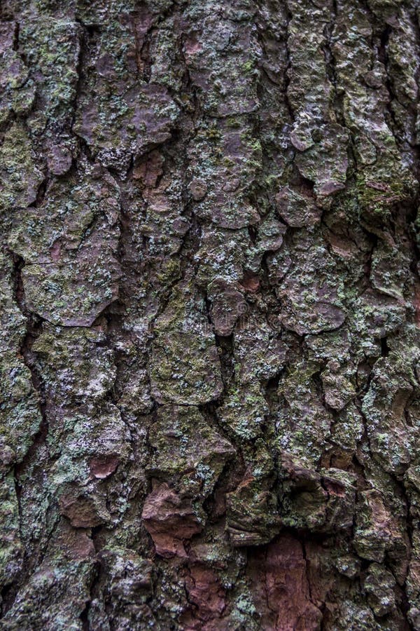 Close-up bark of spruce stock photo. Image of plant - 133536916