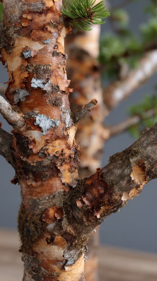Close Up of Textured Bonsai Tree Trunk and Branches with Moss and ...
