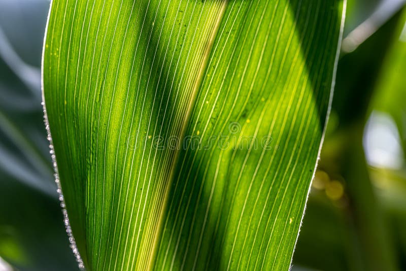 Close Up of Textured Corn Leaf on Blurred Background Stock Photo ...