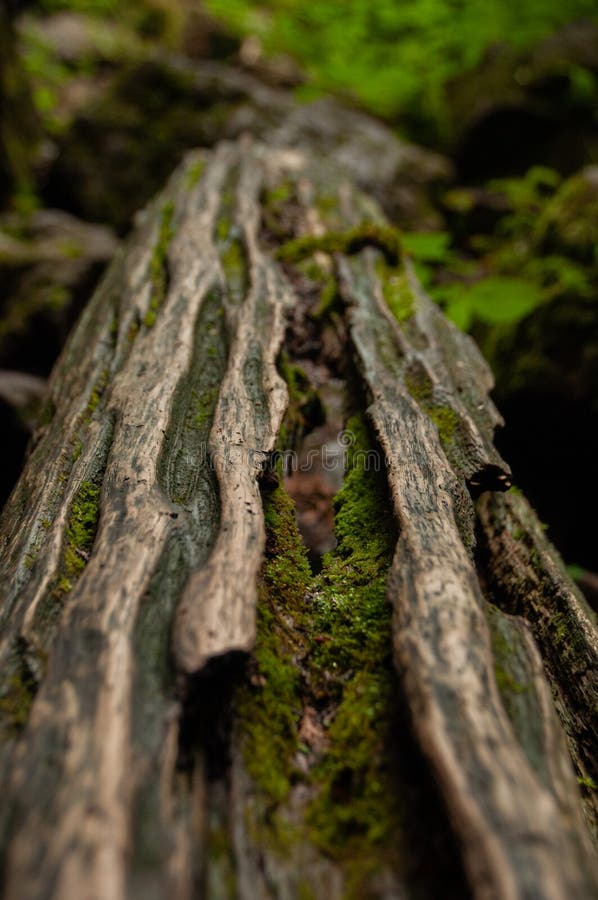 A Log Rotting with Moss Growing on it Stock Photo - Image of wood ...