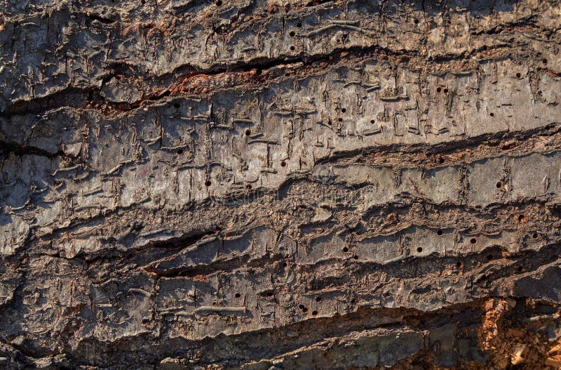 Close-up Textured Surface of Tree Bark Stock Photo - Image of textured ...