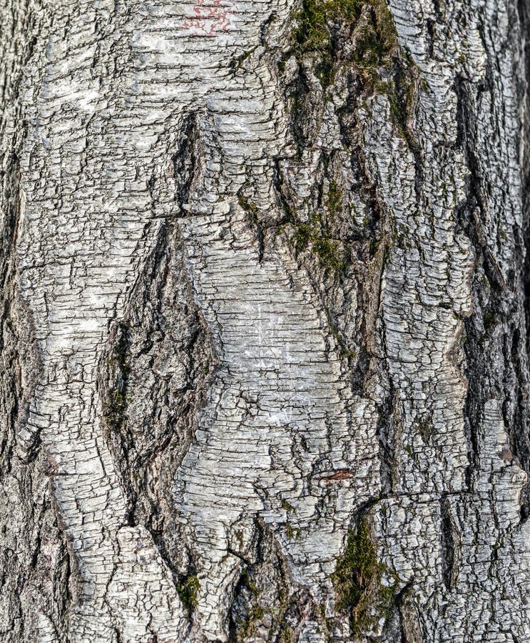 Close-up of Textured Tree Bark with Natural Patterns and Moss ...