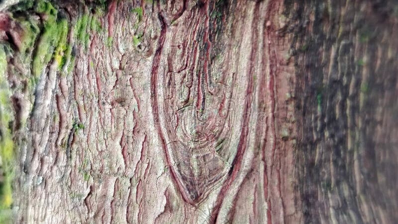 Close-up of Textured Tree Bark with Natural Patterns and Vibrant Colors ...