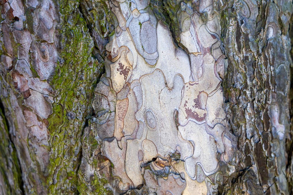 Close-up of Textured Tree Bark with Patterns. Detailed View of Tree ...