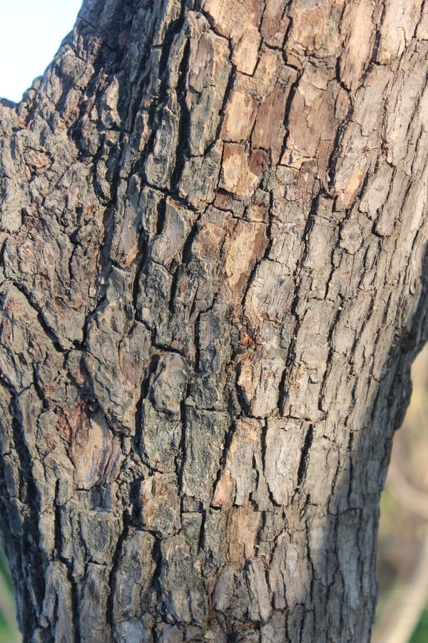 Close-up of Textured Tree Bark Showing Natural Wood Pattern Stock Photo ...