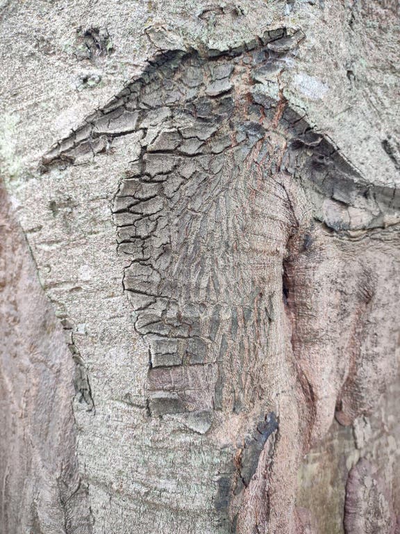 A Detailed Close-up of the Rough Texture of Tree Bark, Highlighting Its ...