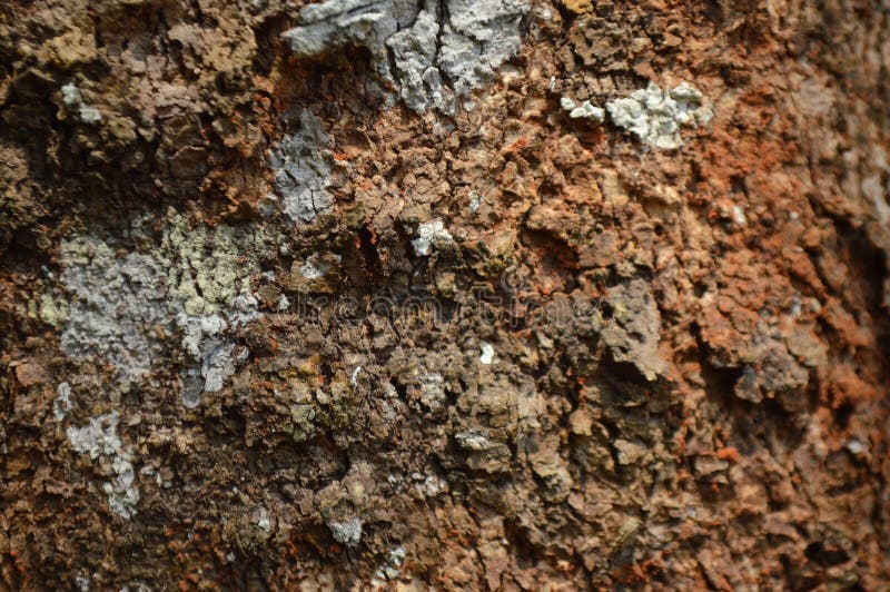 Close-up of Textured Tree Trunk in Forest Environment with Rough Bark ...