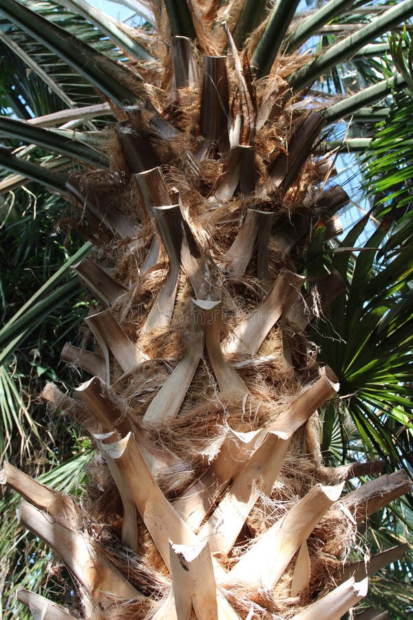 Close Up of the Trunk of a Cabbage Palm Tree Stock Photo - Image of ...