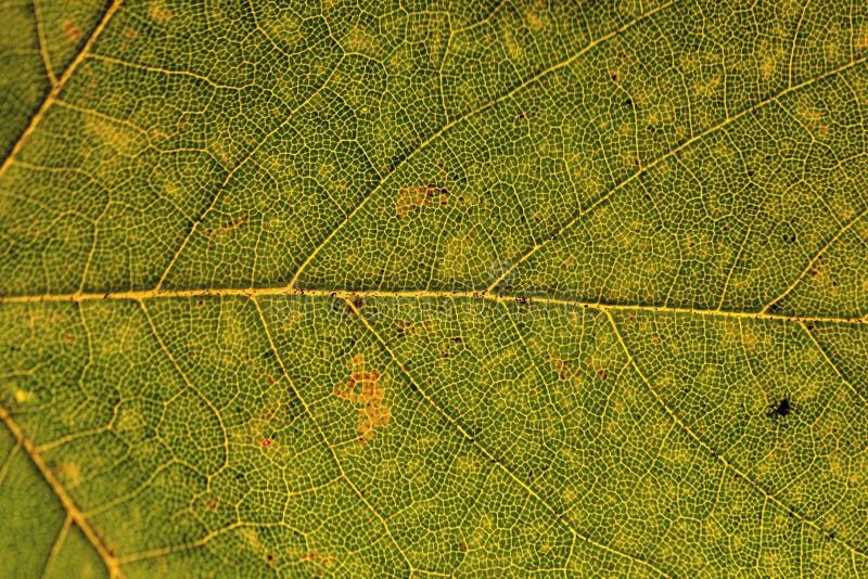 Close Up Textures of Autumn Leaf Stock Image - Image of nature, close ...