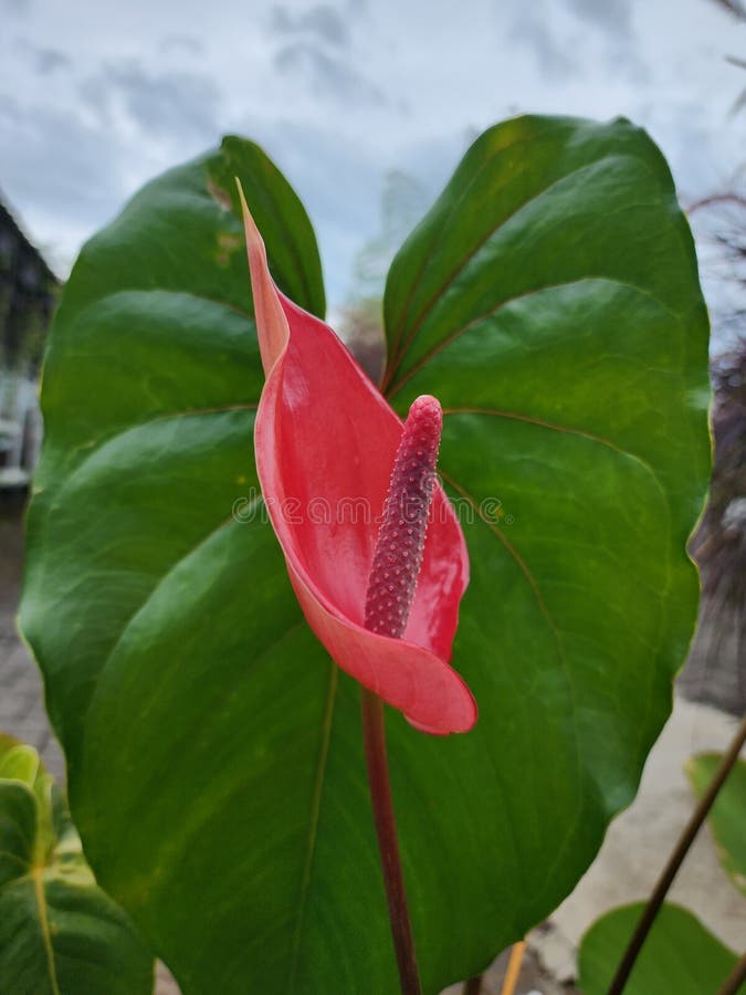 Close Up Textures of Red Flower .nature Concept . Stock Photo - Image ...