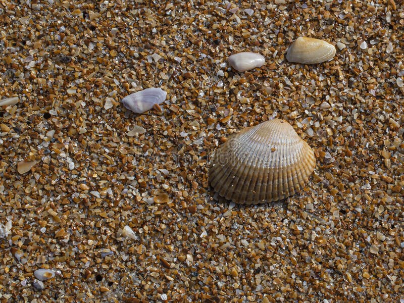 Close Up Textures of a Scallop Shell on the Beach Stock Image - Image ...