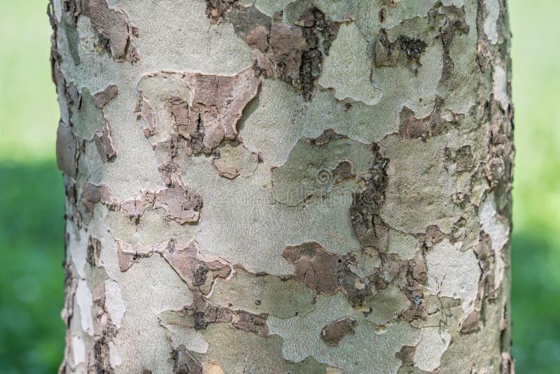 Close Up Textute with Platanus Occidentalis American Sycamore Bark Tree ...