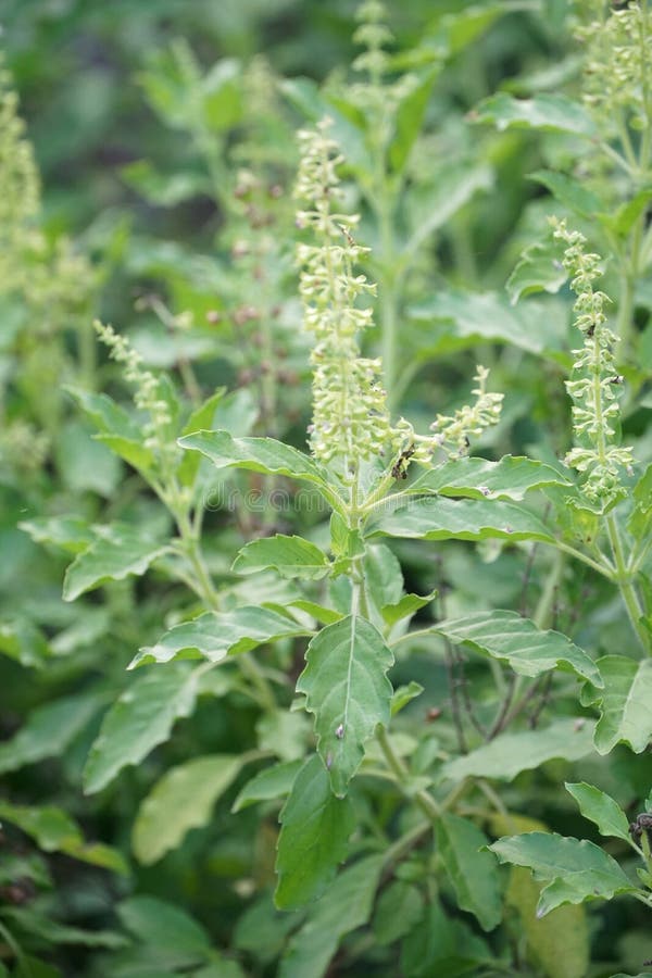 Thai basil tree in garden stock photo. Image of sweet - 236088524