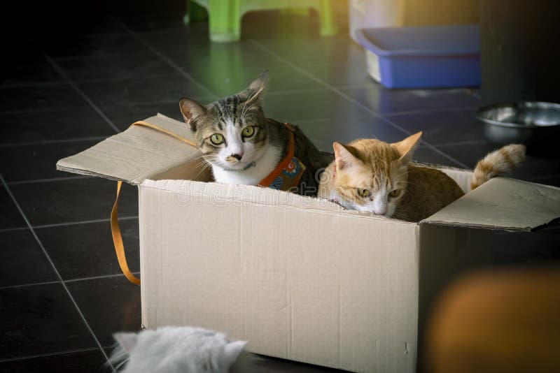 Close Up Thai Cat Cute Playing in Box and Blurred Background Us Stock ...