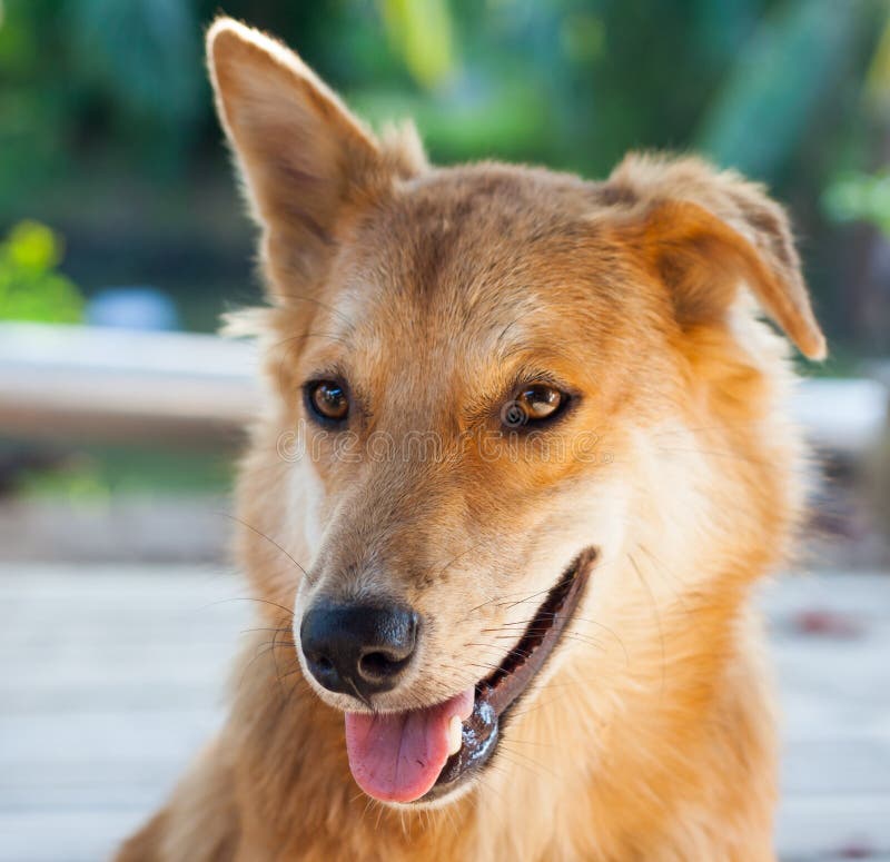 Close up thai dog stock photo. Image of friend, design - 49572218