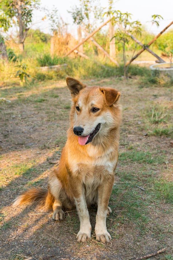Close up thai dog stock image. Image of brown, mammal - 50407633