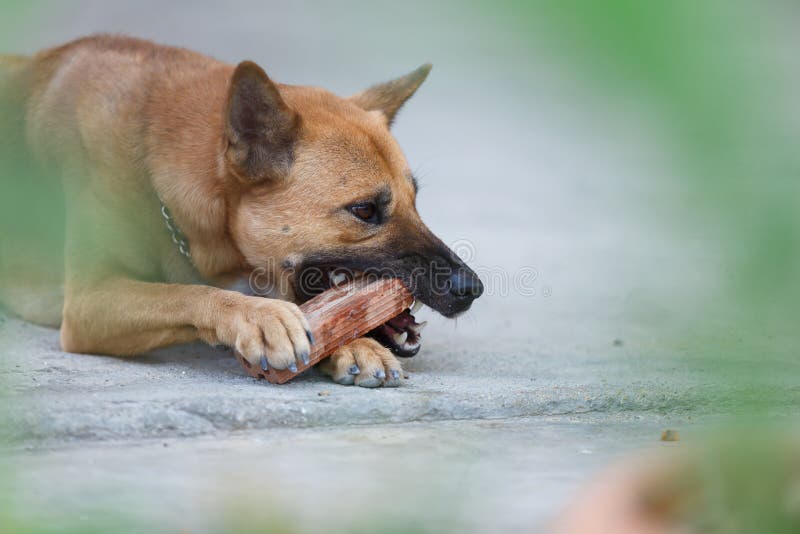 Thai dog bite a brick. stock image. Image of mammal - 120318591