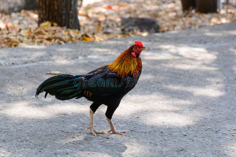 Close up Thai rooster. stock photo. Image of domestic - 92848372