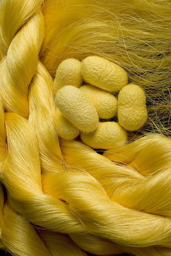 207 Silk Cocoon Flower Stock Photos - Free & Royalty-Free Stock Photos ...