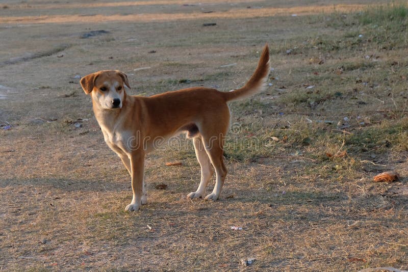 Thai street dog stock photo. Image of thai, pedigree - 196931748