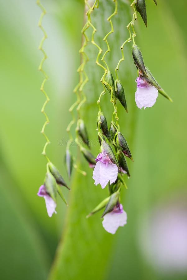 Close Up of Thalia Dealbata J.fraser. Flower Stock Photo - Image of ...