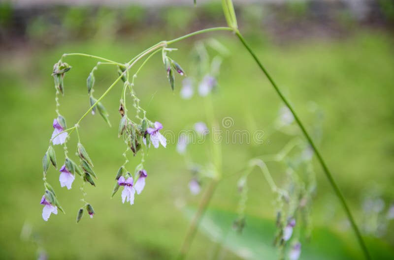 Close Up of Thalia Geniculata Flower Stock Photo - Image of tall ...