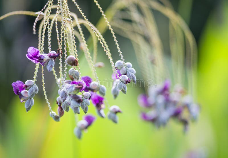 Close Up of Thalia Geniculata Flower Stock Image - Image of stem ...