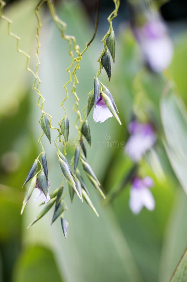 Close Up of Thalia Geniculata Flower Stock Image - Image of beautiful ...