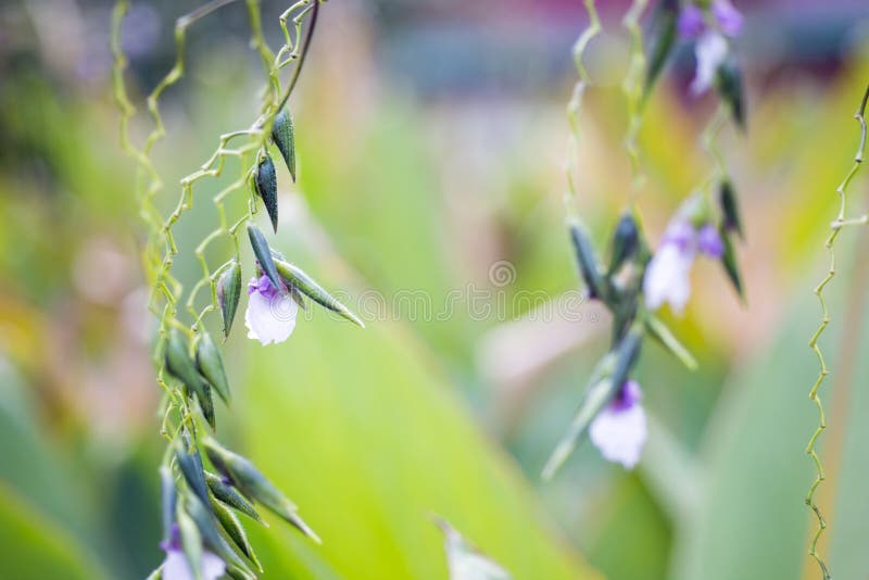 Close Up of Thalia Geniculata Flower Stock Photo - Image of cultivated ...