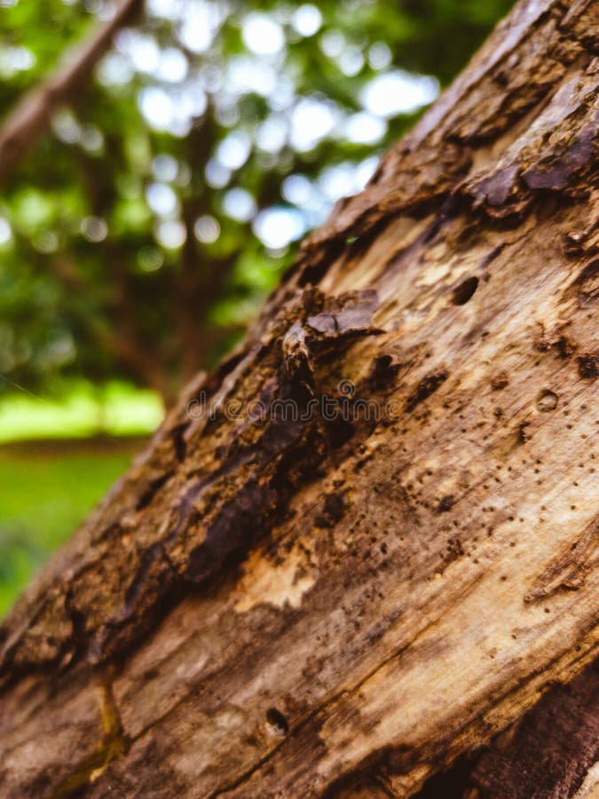 Close-up View of a Tree Branch Stock Image - Image of spring, wildlife ...