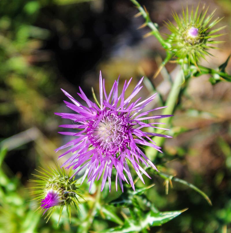 Thistle flower stock photo. Image of beauty, natural - 178571872
