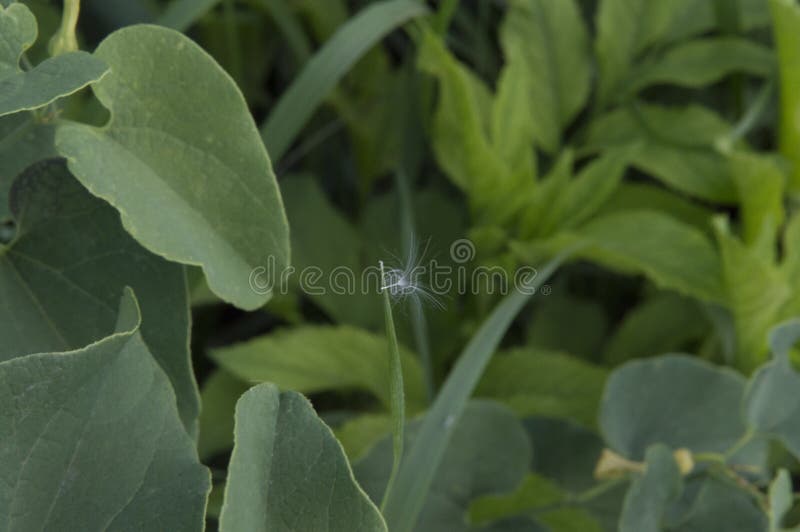 Close-up: Thistle Pappus on the White Milkweed Leaf Stock Photo - Image ...