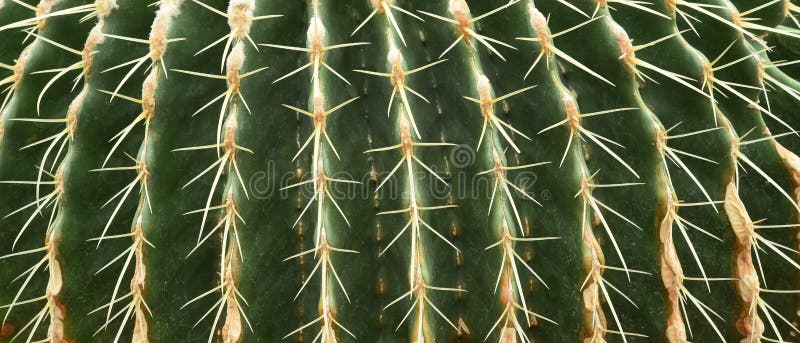 Close Up of Thorn Cactus Texture Stock Photo - Image of environment ...