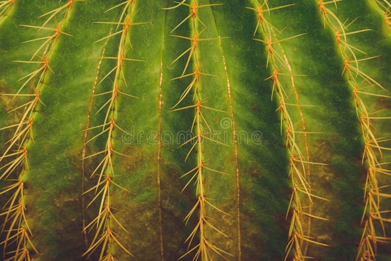 Close Up Thorn Cactus Texture Stock Image - Image of leaf, floral ...