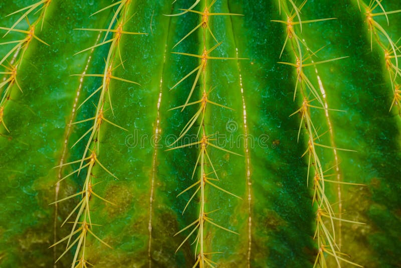Close Up Thorn Cactus Texture Stock Image - Image of environment ...