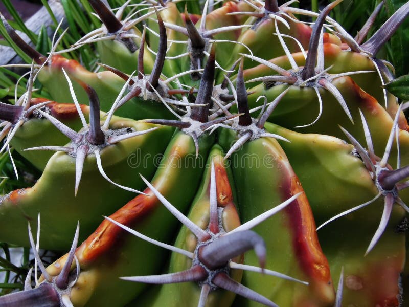 Close Up Thorns on the Branches Background Stock Image - Image of grass ...