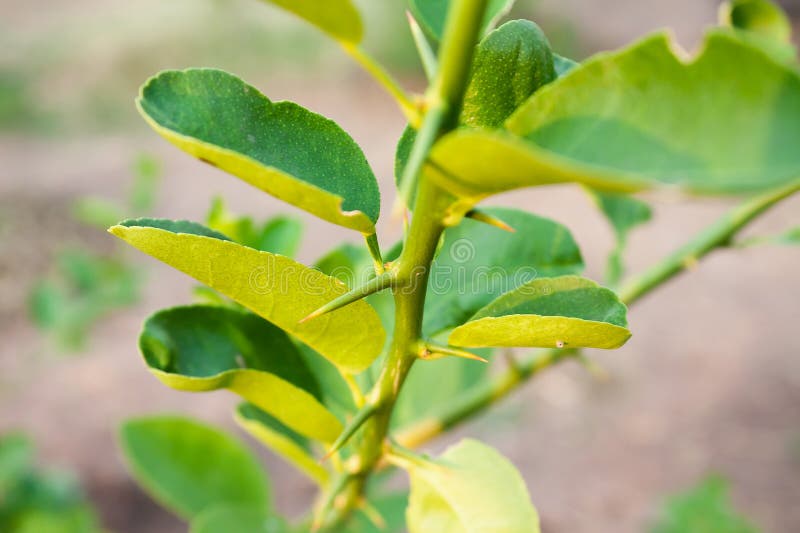 Lemon Tree Thorns