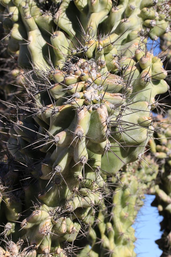 Close Up of Thorns and Ribs of Saguaro Cactus Stock Photo - Image of ...