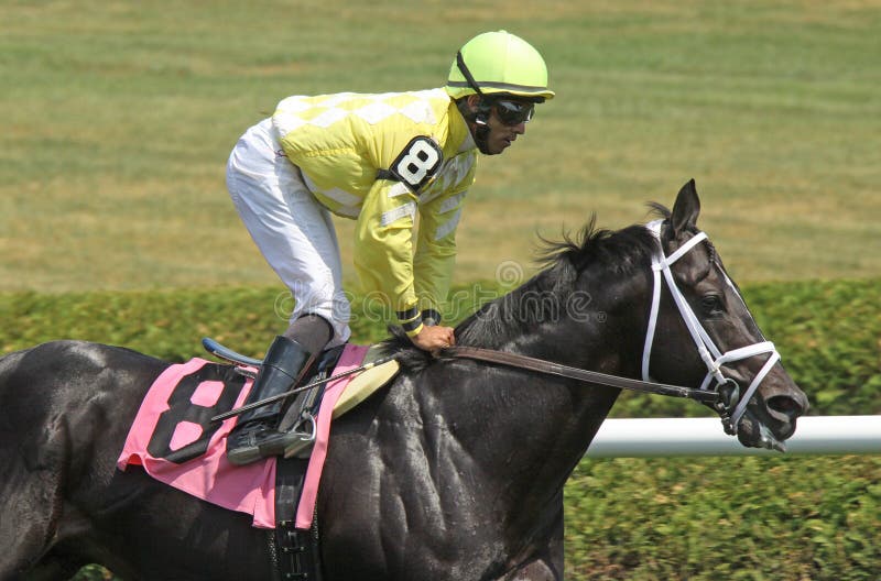 Close Up of Thoroughbred Racehorse and Jockey Editorial Photo - Image ...