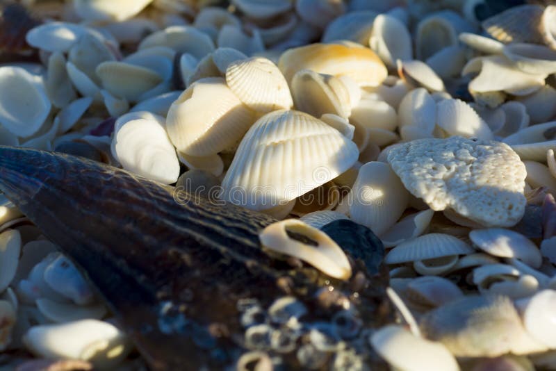 Close Up Thousands of Small Shells on the Beach Stock Photo - Image of ...