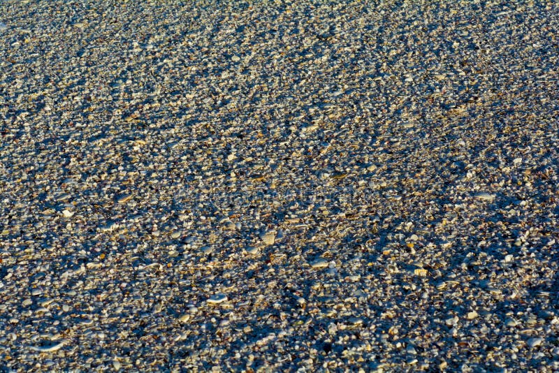 Close Up Thousands Small Shells Beach Stock Photos - Free & Royalty ...