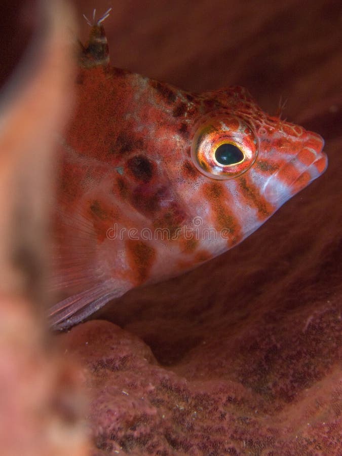 Close-up of a Threadfin Hawkfish Stock Photo - Image of destination ...