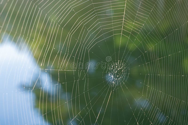 The Threads of a Spider`s Web Up Close in a Circular Pattern Stock ...