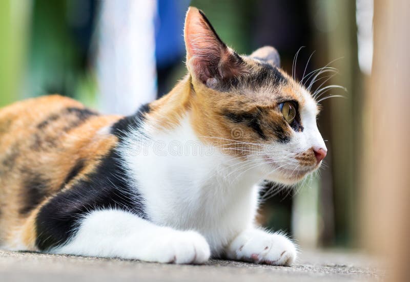 Close-up of Three-colored Cat Staring Side. Stock Photo - Image of eyes ...