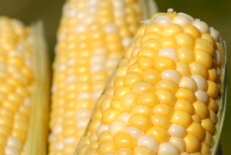 Close Up Of Three Ears Of Corn Picture. Image: 3224375