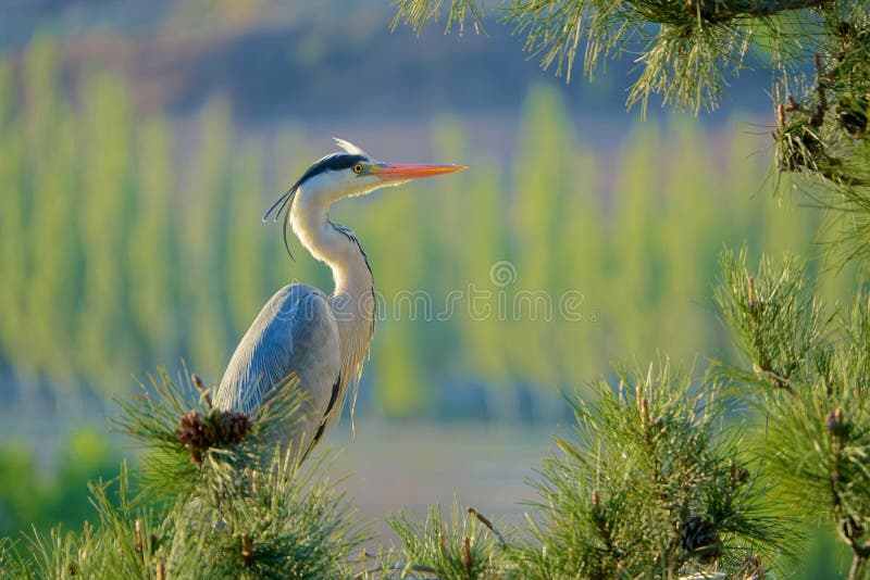 Grey Heron stock image. Image of pine, wader, hern, animals - 116048929