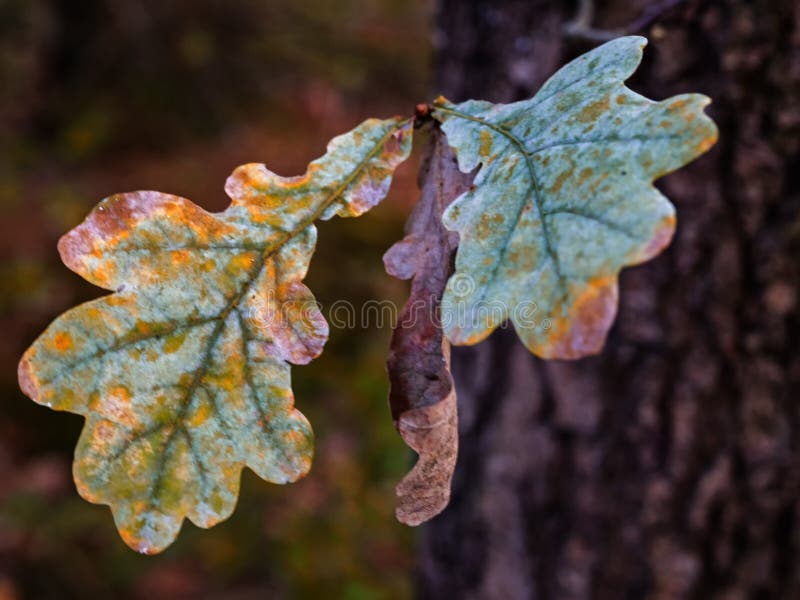 Close-up of Three Leaves of Oak Tree in Autumn Growing Directly on Tree ...