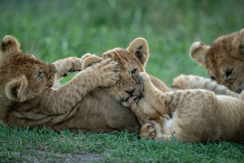 Close-up of Three Lion Cubs Play Fighting Stock Image - Image of ...